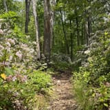 Tioga West Rim Trail, Pennsylvania - 482 Reviews, Map | AllTrails