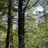 Tioga West Rim Trail, Pennsylvania - 531 Reviews, Map | AllTrails