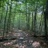 Tioga West Rim Trail, Pennsylvania - 502 Reviews, Map | AllTrails