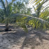 Magens Bay Beach Trail, Saint Thomas, US Virgin Islands - 349 Reviews ...