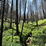 Fleming Meadow Trail 8, California - 237 Reviews, Map | AllTrails