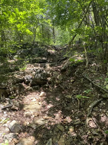 2023 Best Wild Flowers Trails in Shell Knob | AllTrails