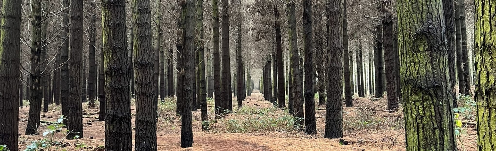 Bottle Lake Forest Blue Track, Canterbury, New Zealand - 205 Reviews ...