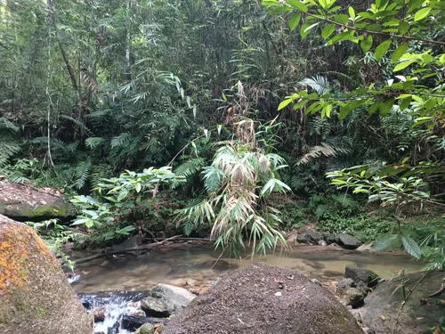 Best Hikes and Trails in Gunung Inas Forest Reserve | AllTrails