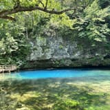 Blue Spring Trail, Missouri - 229 Reviews, Map | AllTrails