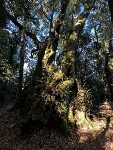 Best Hikes and Trails in Numinbah Nature Reserve | AllTrails