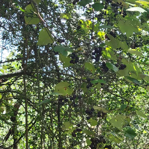 Best Hikes and Trails in Addicks Reservoir | AllTrails