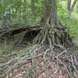 Octoraro Creek Trail, Maryland - 160 Reviews, Map | AllTrails