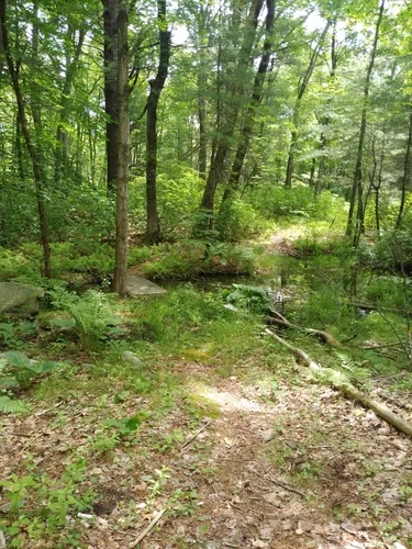 Best Hikes and Trails in Bulette Conservation Land - Town Forest ...