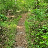 Bridge Loop Trail and Lake Loop Trail, Georgia - 840 Reviews, Map ...