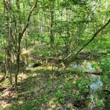 Bridge Loop Trail and Lake Loop Trail, Georgia - 840 Reviews, Map ...