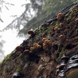 Boulder Ridge Trail, Washington - 37 Reviews, Map | AllTrails