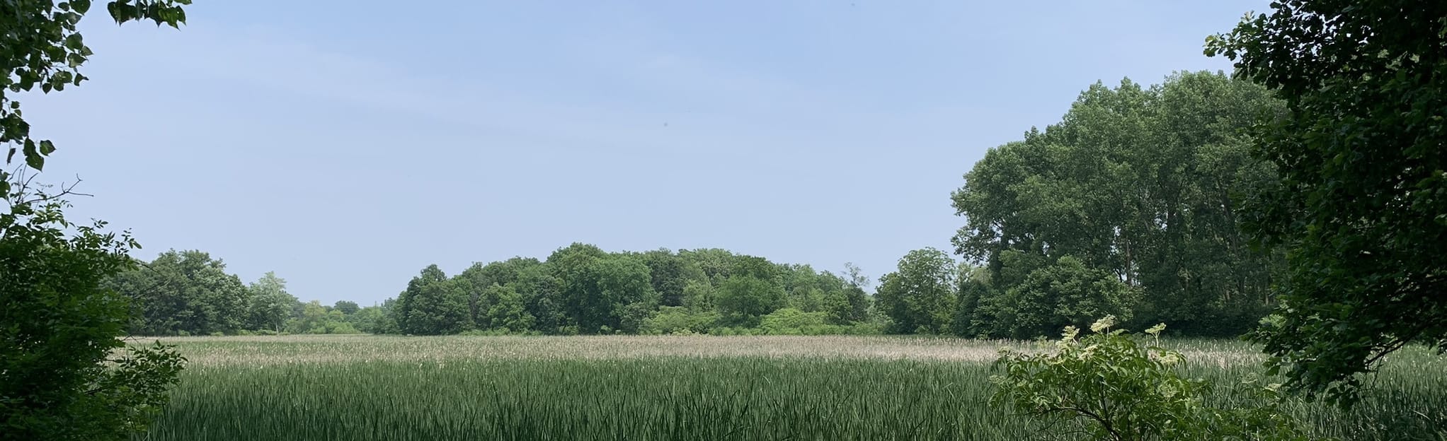 Lincoln Marsh Natural Area Loop: 186 Reviews, Map - Illinois | AllTrails