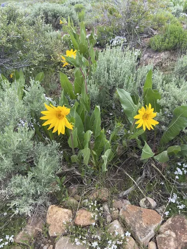 Best Hikes and Trails in Fossil Ridge Wilderness | AllTrails