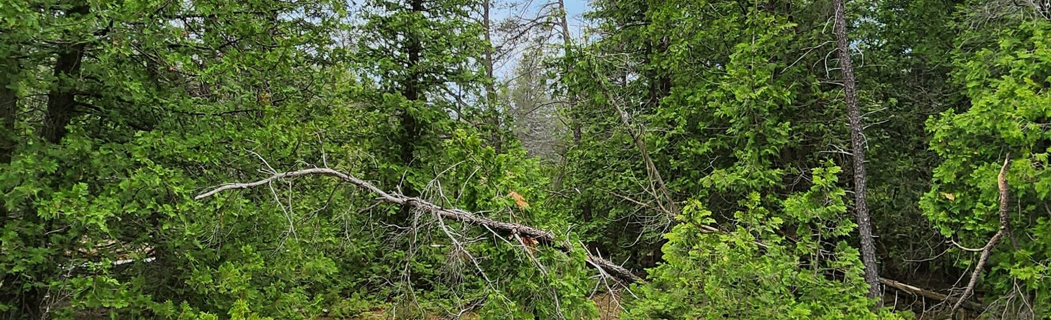 Patricia Nelson Bruce Alvar Trail, Ontario, Canada - 7 Reviews, Map ...