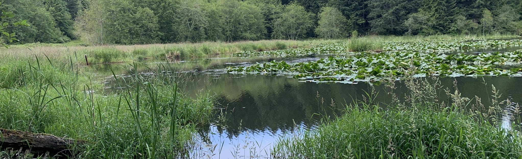 Cottle Lake Loop: 309 Reviews, Map - British Columbia, Canada | AllTrails
