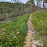 Cave Spring Loop Trail, Missouri - 366 Reviews, Map | AllTrails