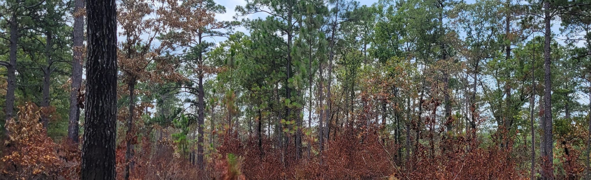 Wild Azalea Trail: Segment 4, Louisiana - 85 Reviews, Map | AllTrails