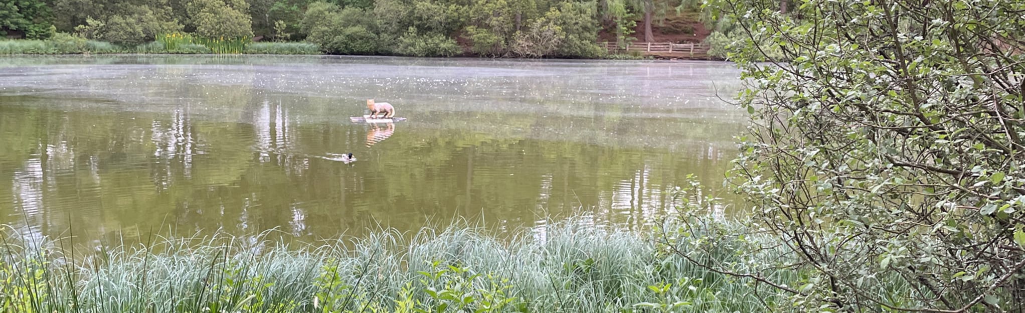 Loch Imrich Circular, Highlands, Scotland - 6 Reviews, Map | AllTrails