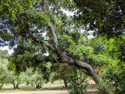 Best Hikes and Trails in Lake Los Carneros Ecological Preserve | AllTrails