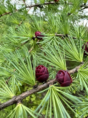Best Hikes and Trails in Beechville Lakeside Timberlea Trail Park ...