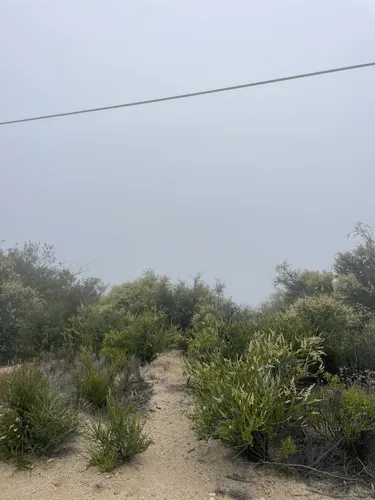 2023 Best Forest Trails in La Crescenta | AllTrails