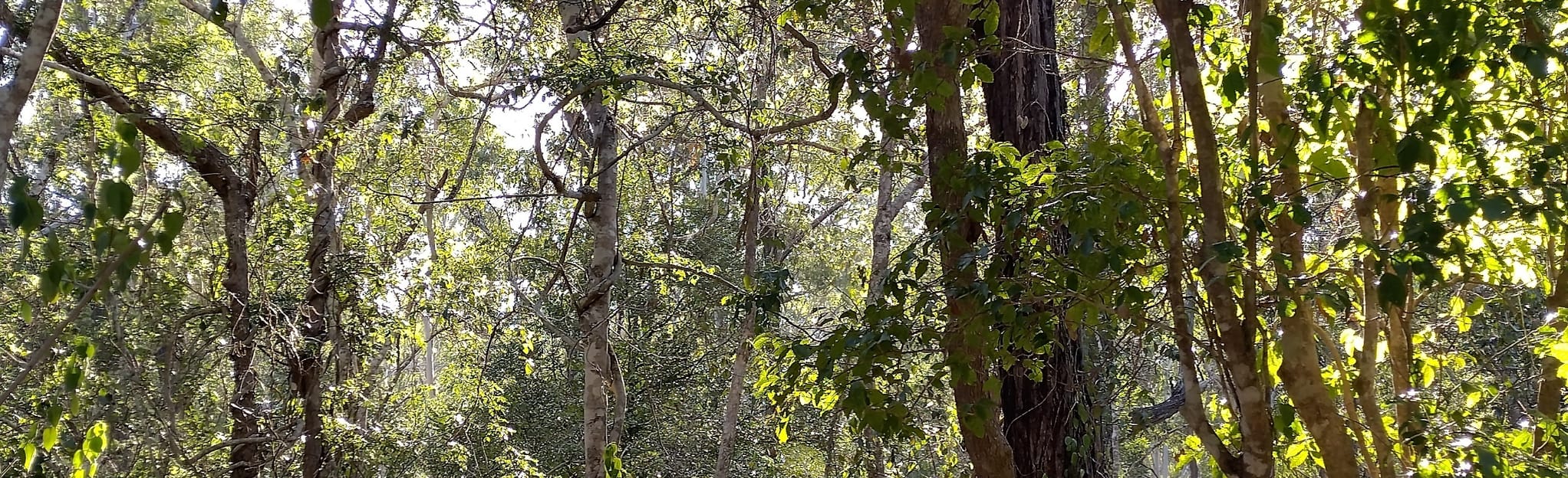 Vernon State Forest Circuit, Queensland, Australia - 15 Reviews, Map ...