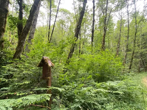 Best Hikes and Trails in Molalla River Corridor Recreation Area | AllTrails