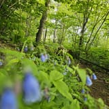 Day Hill Loop, Minnesota - 271 Reviews, Map | AllTrails