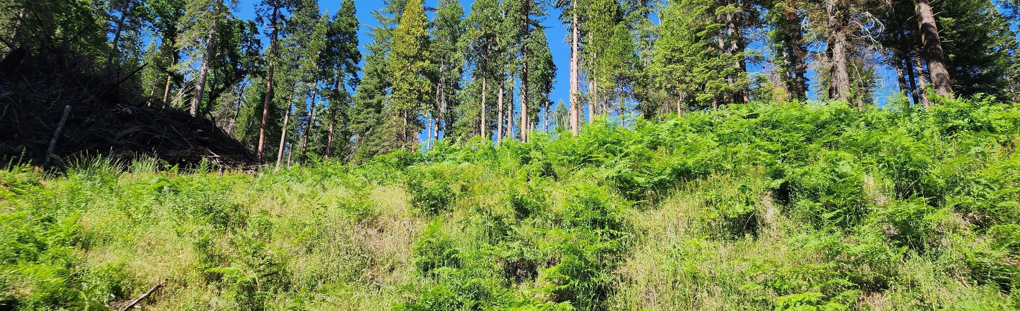 Pipi Loop: 24 Reviews, Map - California | AllTrails