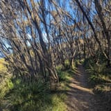 The Coast Track, New South Wales, Australia - 357 Reviews, Map | AllTrails
