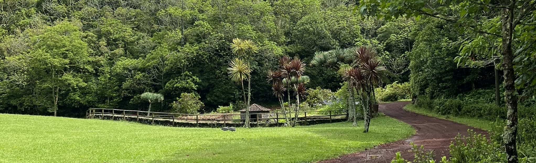 Pinhal da Paz Forest Reserve: 24 foto's - Azoren, Portugal | Wandelen ...