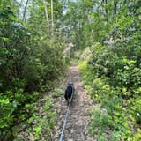 Morrison and Rimrock Trail Loop, Pennsylvania - 430 Reviews, Map ...