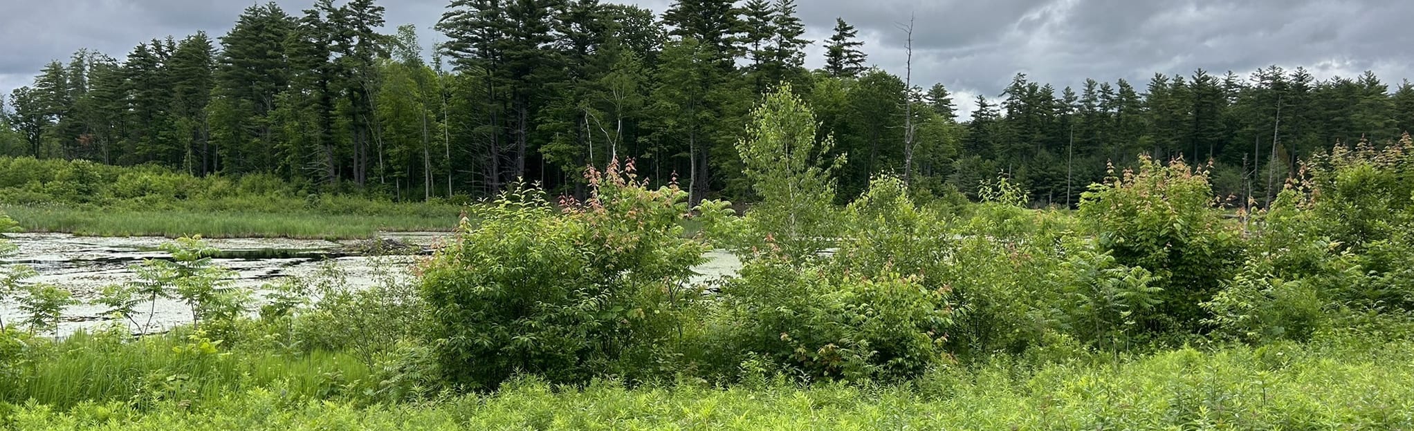Burley Farms Red Trail Loop: 29 Reviews, Map - New Hampshire | AllTrails