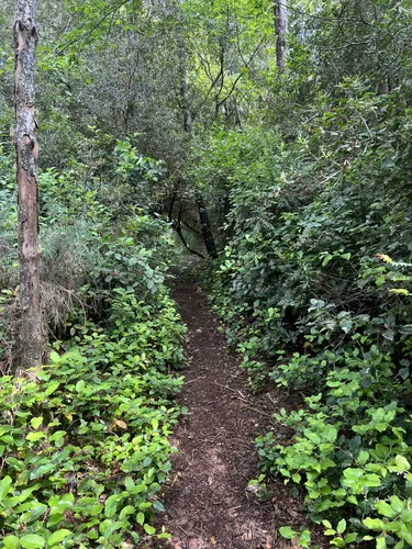 2023 Best Forest Trails in Ocean Park | AllTrails