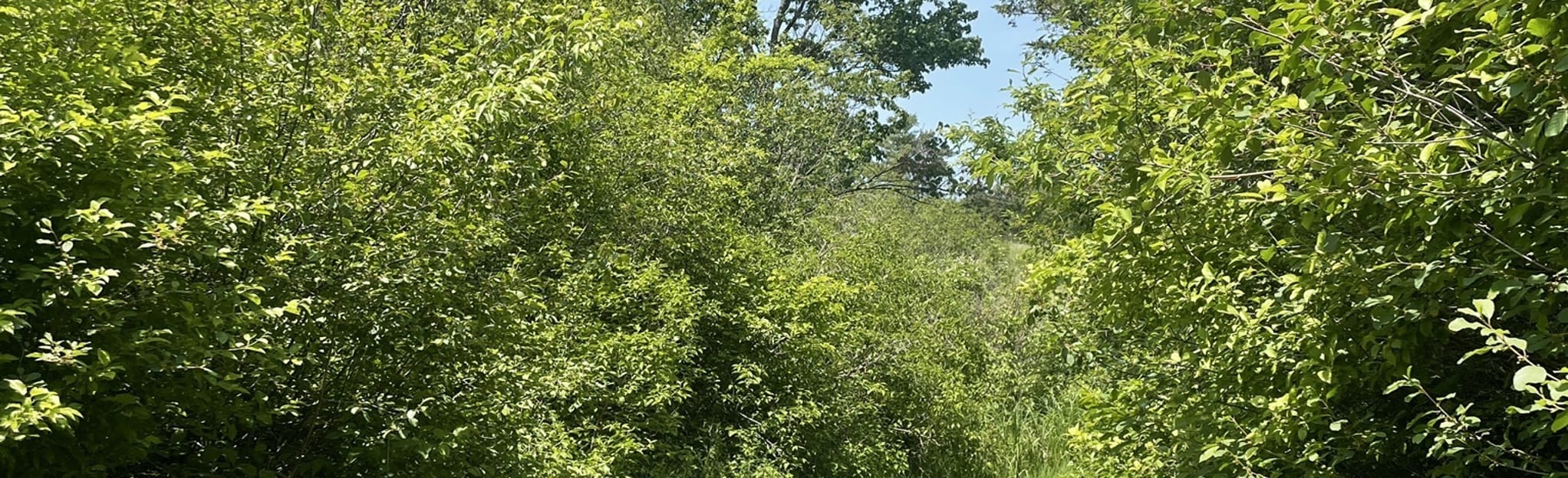 Castle Neck River Reservation Trail: 45 Reviews, Map - Massachusetts ...