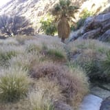 Cahuilla Canyon Trail, California - 550 Reviews, Map | AllTrails