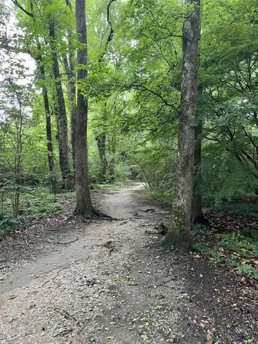 Best Hikes and Trails in Kiesel Park | AllTrails