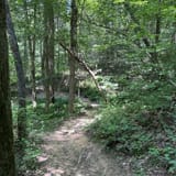 W. Kerr Scott Reservoir, North Carolina - 59 Reviews, Map | AllTrails