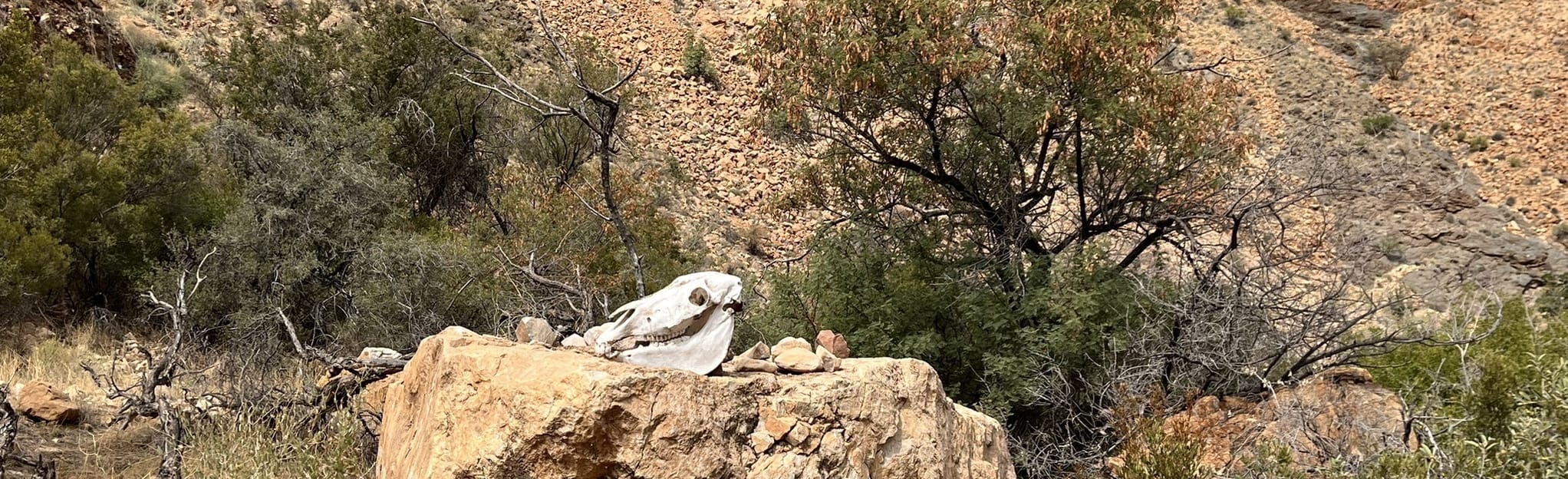 Olive Trail: 36 foto - regione di Hardap, Namibia | AllTrails