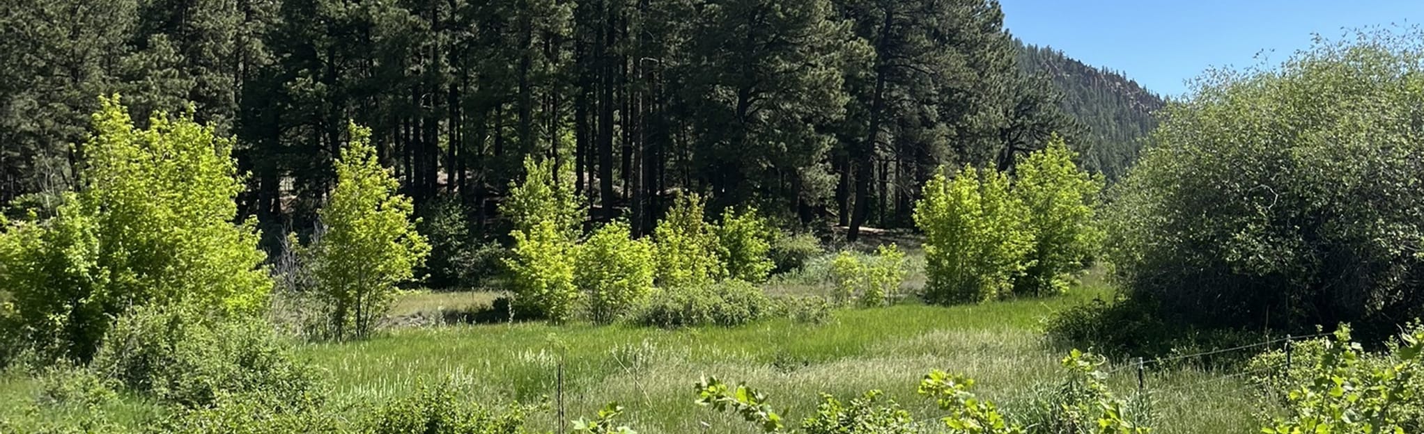 Fenton Lake and Hal Baxter Memorial Trail: 43 Reviews, Map - New Mexico ...