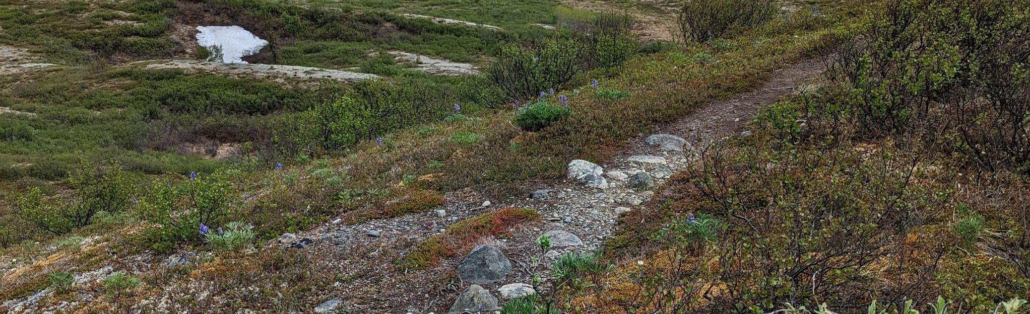 Tangle Lake Ridge Trail, Alaska - 23 Reviews, Map | AllTrails