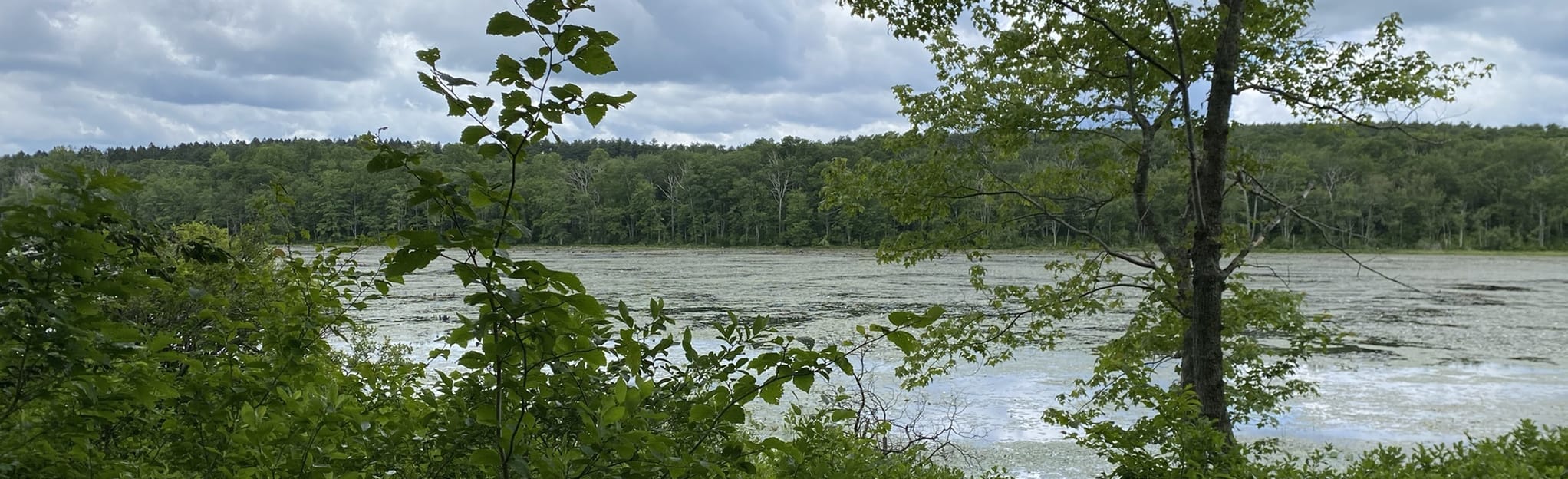 Natchaug Trail around Pine Acres Lake: 348 Reviews, Map - Connecticut ...