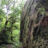 Santiam Wagon Road to House Rock, Oregon - 426 Reviews, Map | AllTrails