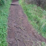Cape Bridgewater Seal Colony Walk, Victoria, Australia - 94 Reviews ...