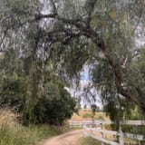 Lost Trail and Brea Dam Trail, California - 330 Reviews, Map | AllTrails