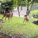 Four Mile Creek Greenway, North Carolina - 628 Reviews, Map | AllTrails