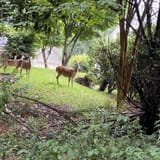 Four Mile Creek Greenway, North Carolina - 628 Reviews, Map | AllTrails