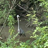 Four Mile Creek Greenway, North Carolina - 628 Reviews, Map | AllTrails