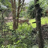 Four Mile Creek Greenway, North Carolina - 628 Reviews, Map | AllTrails